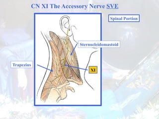 21. Anatomy of the cranial Nerves-1.pptx