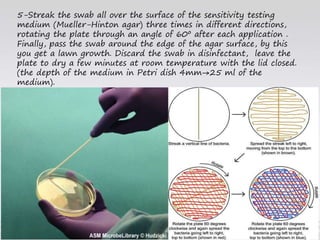 PRACTICAL antibiotic sensitivity test | PPT