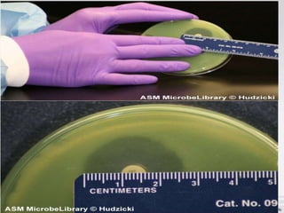PRACTICAL antibiotic sensitivity test | PPT | Infectious Diseases ...