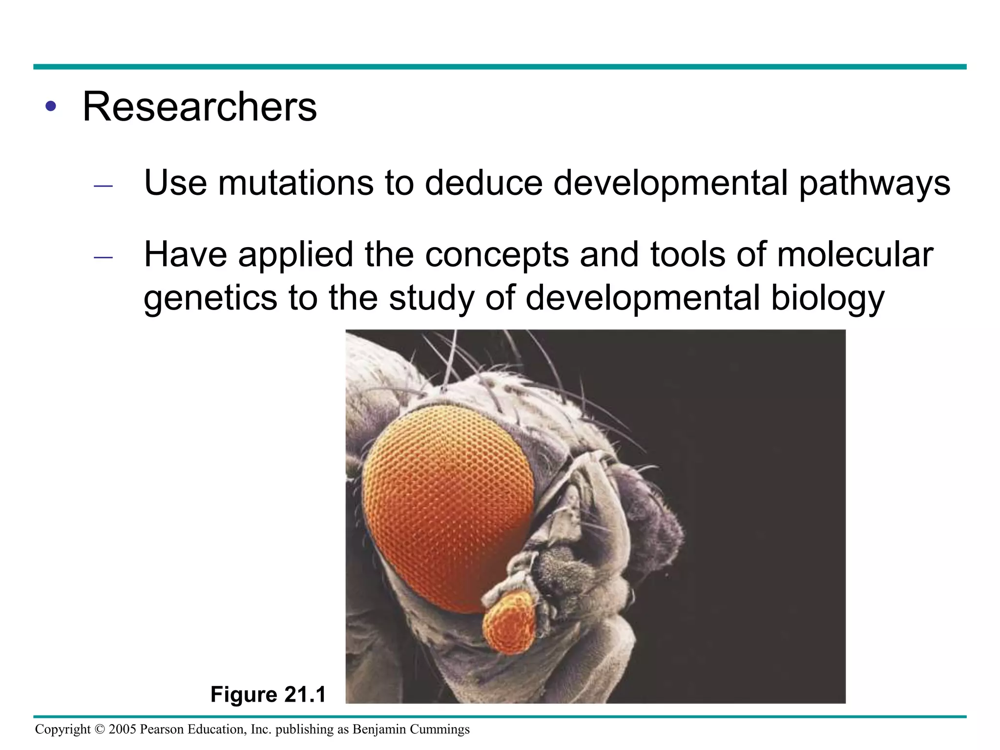 21_GENETIC_BASIS_OF_DEVELOPMENT_ppt.ppt