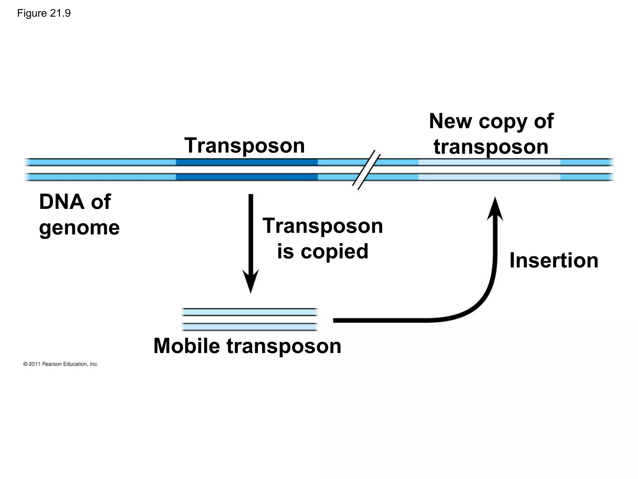 21 genomes and their evolution | PPT
