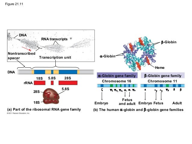 Evolution of Genomes – AP Biology Review