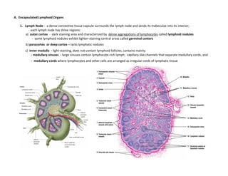 presentation about the lymphatic system and its constituents | PPT