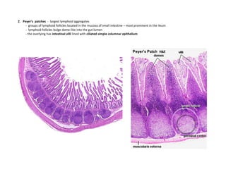 presentation about the lymphatic system and its constituents | PDF