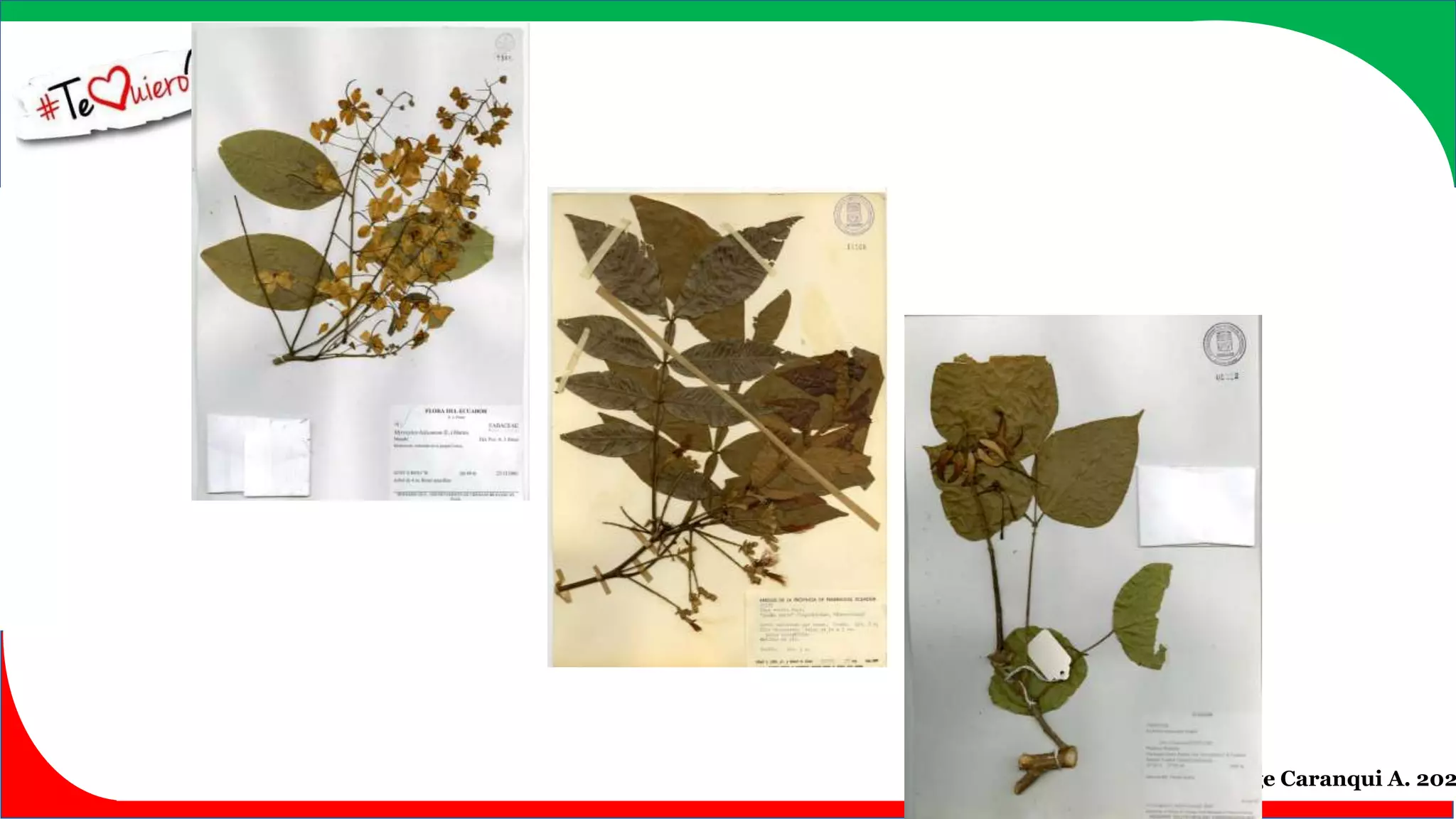 Biodiversidad de los Bosques simpreverde de tierras bajas del ...