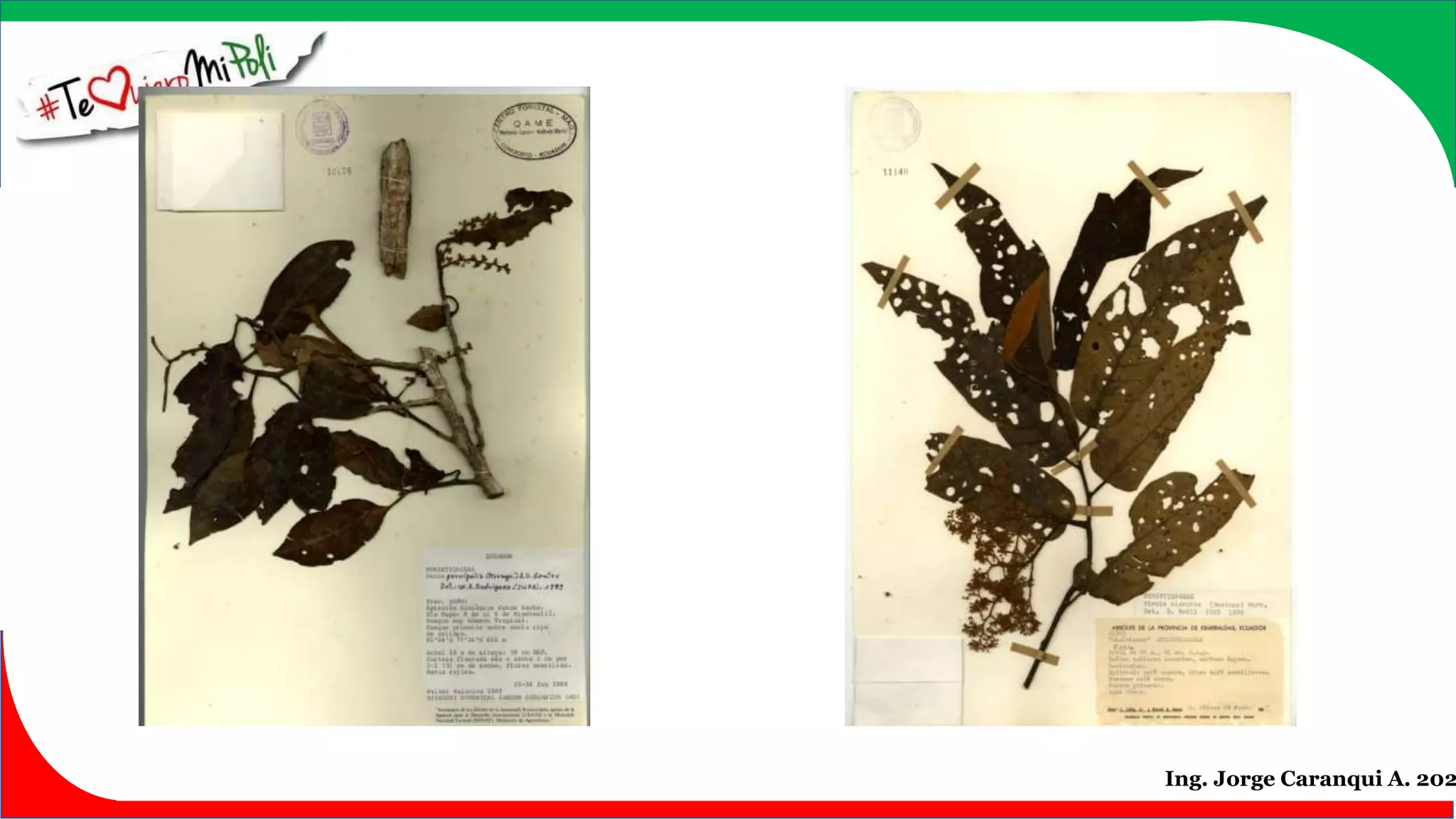 Biodiversidad de los Bosques simpreverde de tierras bajas del ...