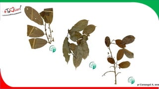 Biodiversidad de los Bosques simpreverde de tierras bajas del ...