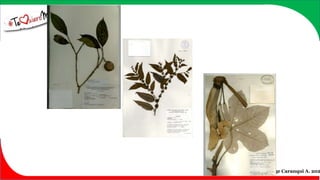 Biodiversidad de los Bosques simpreverde de tierras bajas del ...