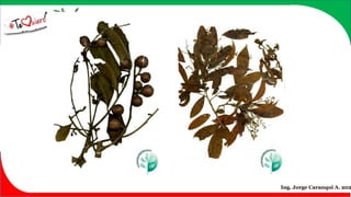 Biodiversidad de los Bosques simpreverde de tierras bajas del ...