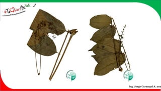 Biodiversidad de los Bosques simpreverde de tierras bajas del ...