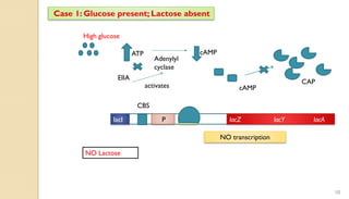 LAC OPERON.pdf