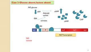 LAC OPERON.pdf