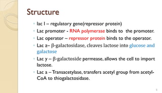LAC OPERON.pdf