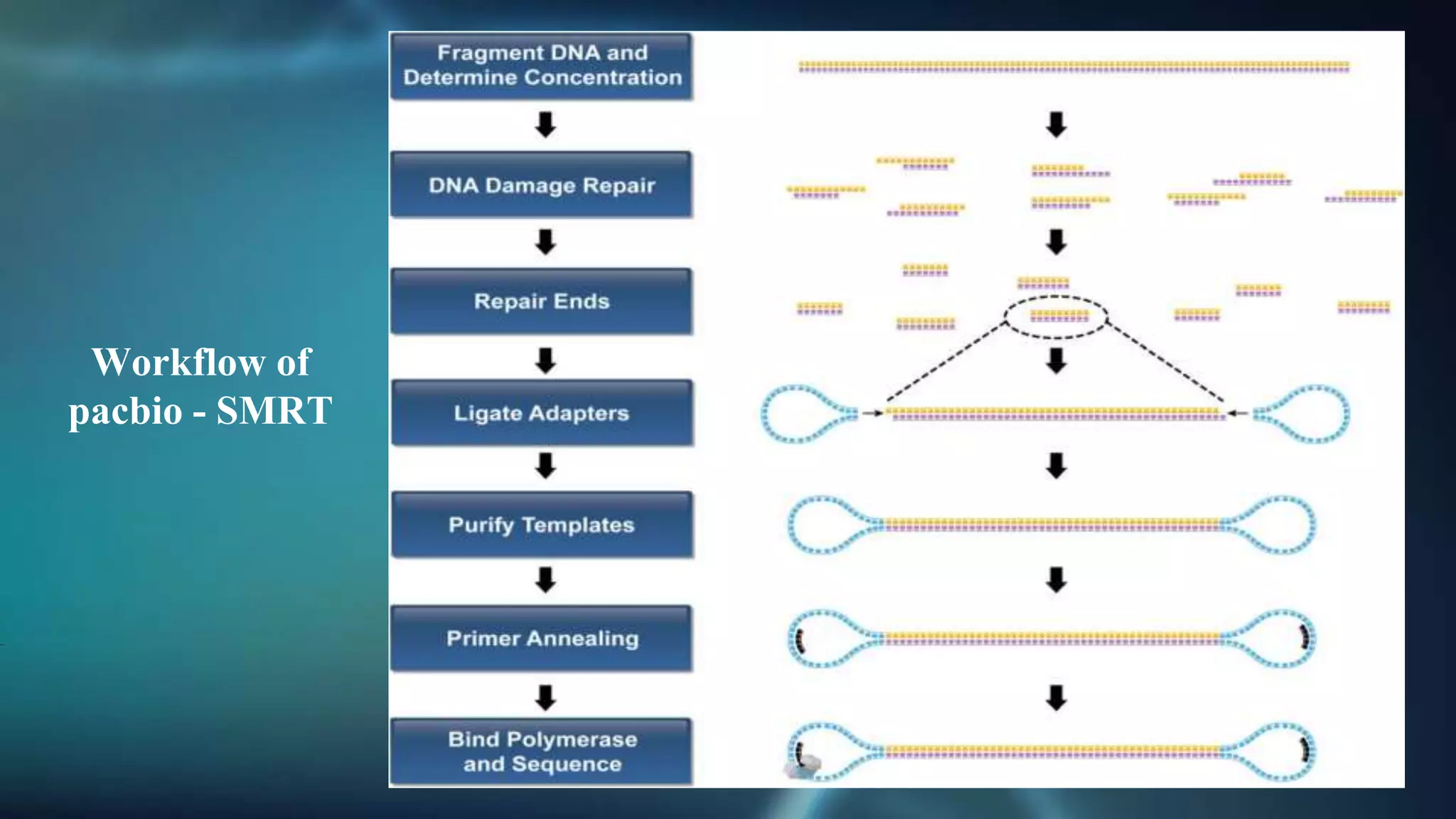 THIRD GEN SEQUENCING.pptx