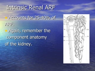 21 Murphy Acute Renal Failure | PPT