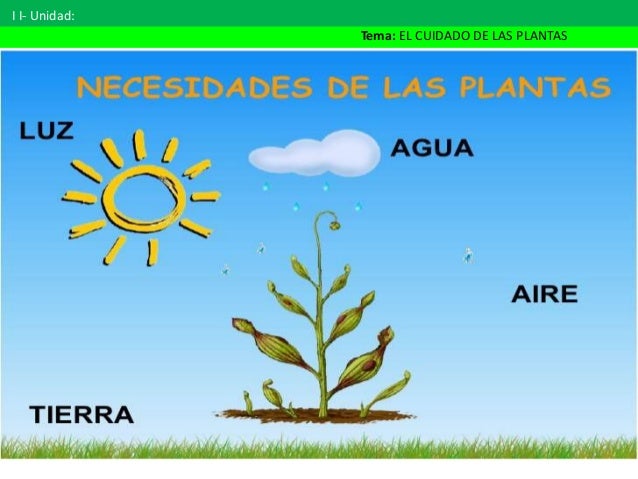 21 necesidades de las plantas