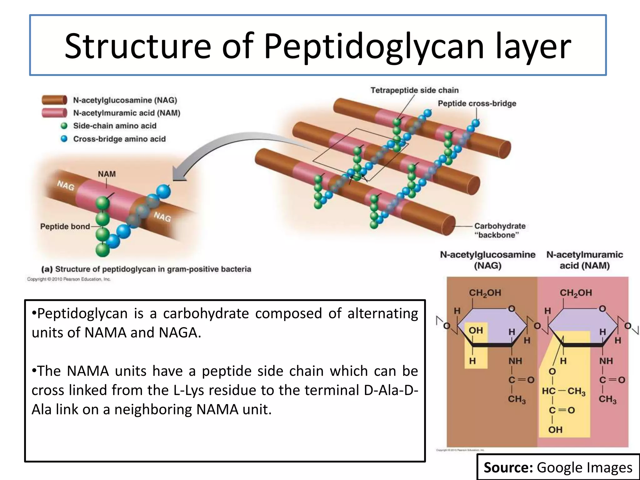 Beta Lactam Antibiotics | PPTX