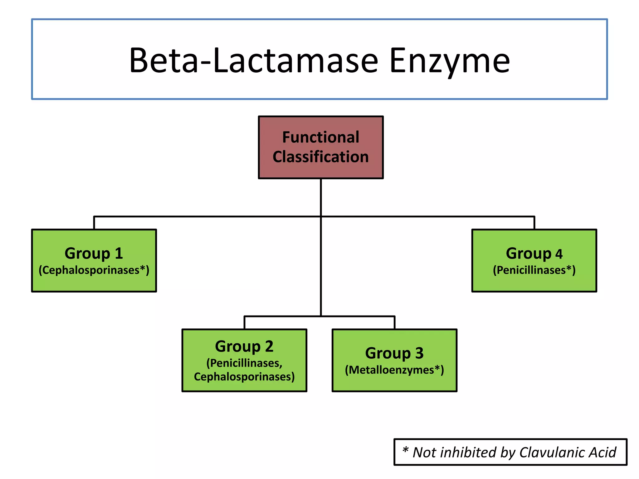 Beta Lactam Antibiotics | PPTX