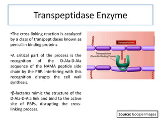 Beta Lactam Antibiotics | PPT
