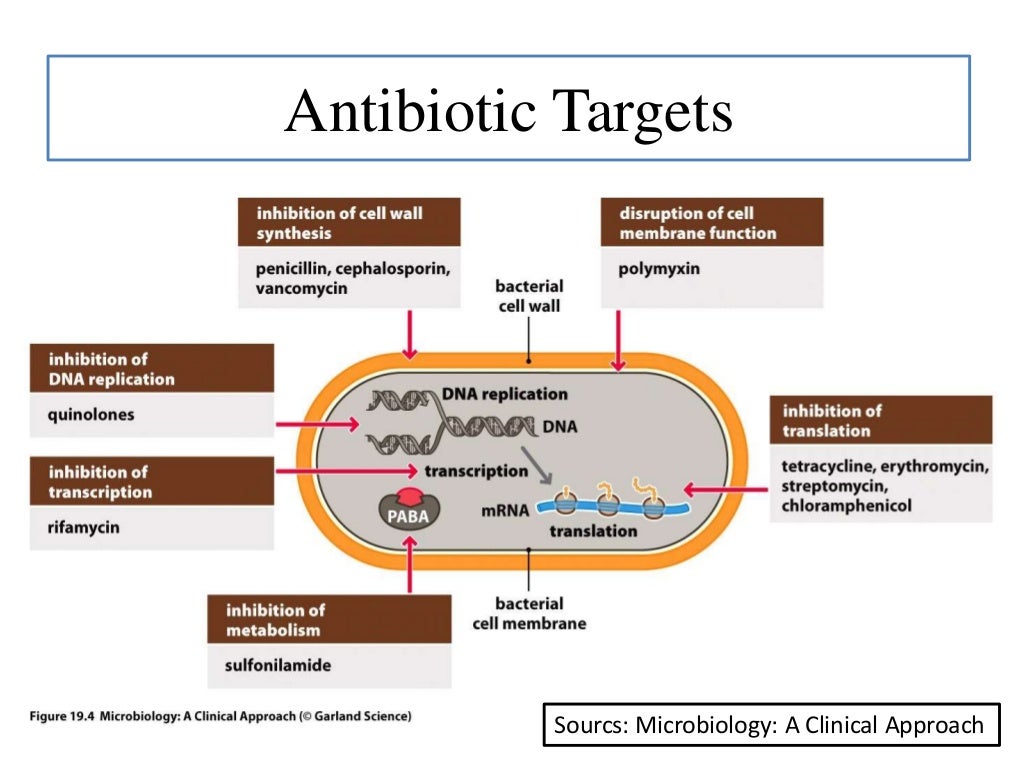 Beta Lactam Antibiotics