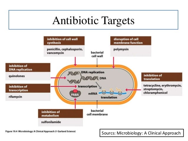 Beta Lactam Antibiotics