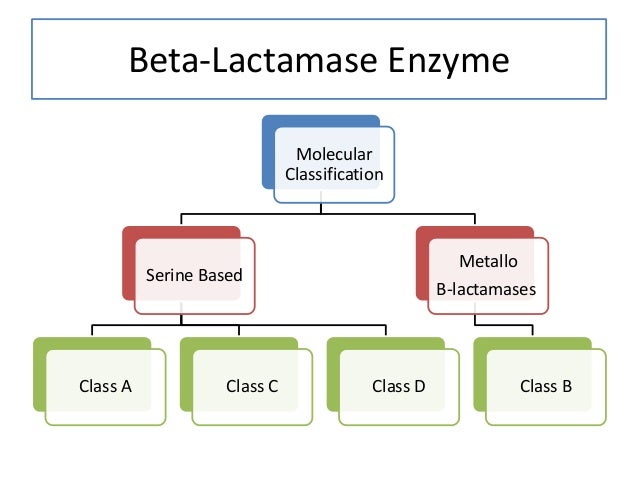 Beta Lactam Antibiotics