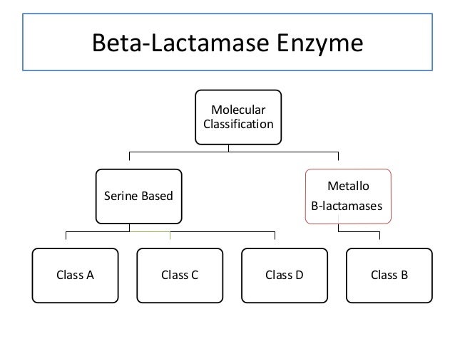 Beta Lactam Antibiotics