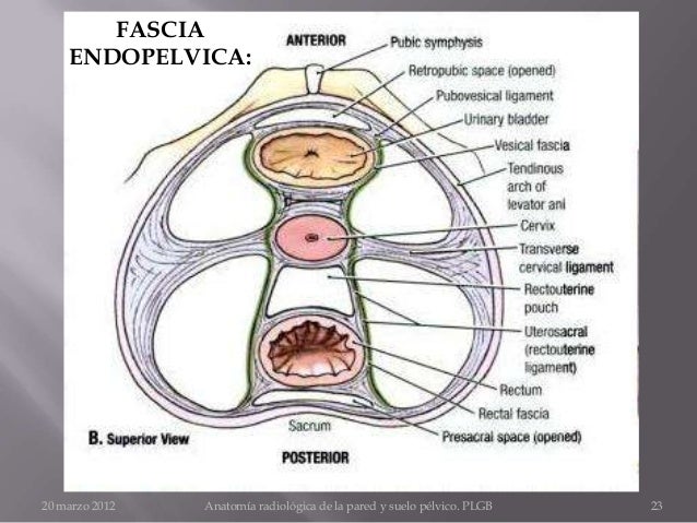 21 pared y suelo pélvico