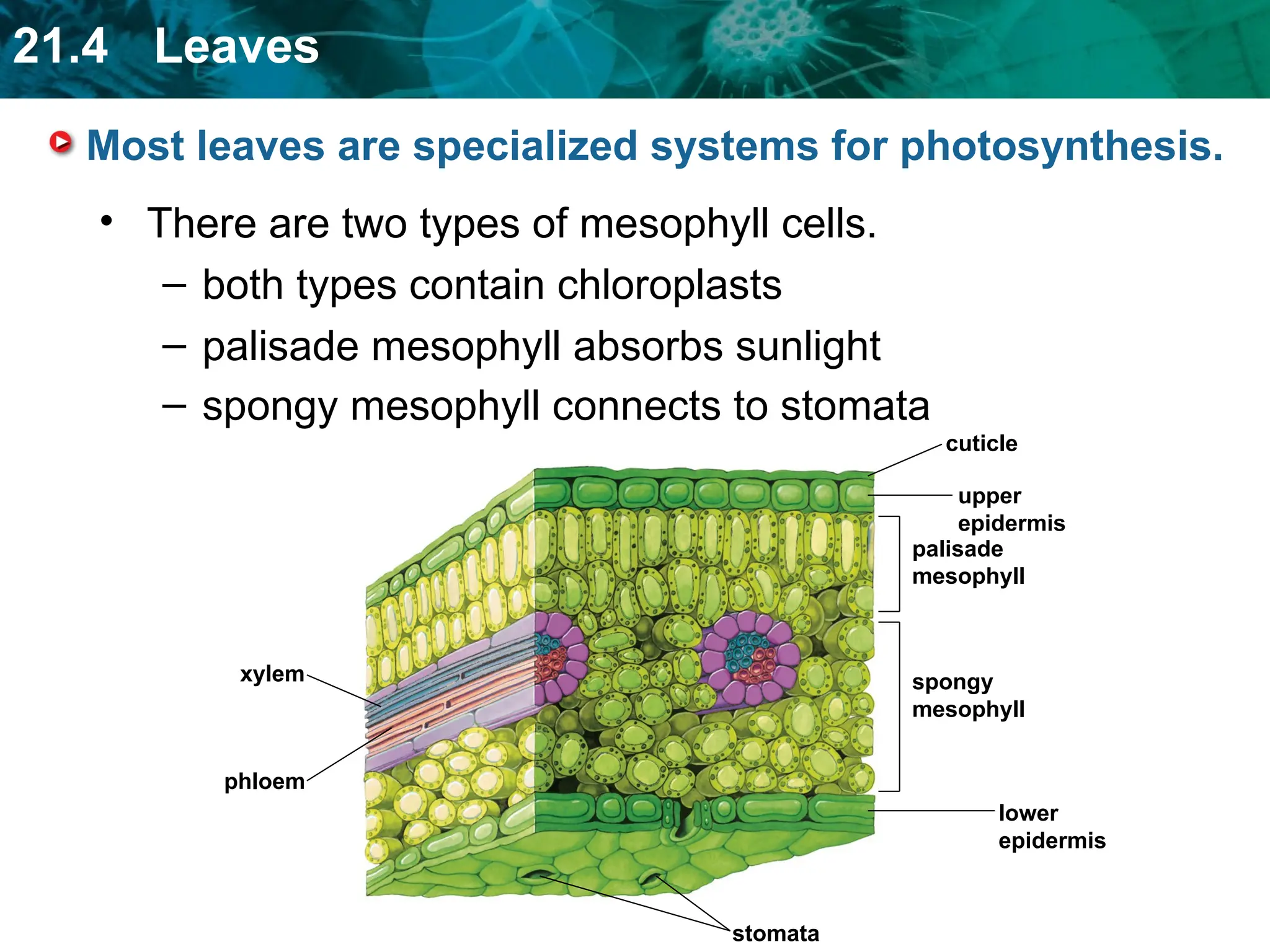 21 Plant Structure and Function tissue.ppt