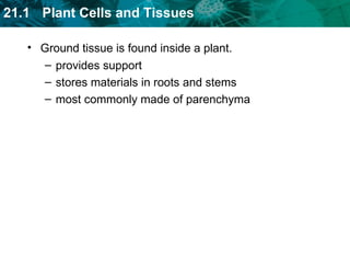 21 Plant Structure and Function tissue.ppt