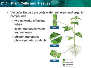 21 Plant Structure and Function tissue.ppt