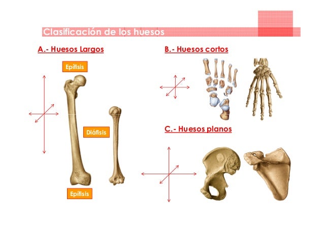 Anatomía Humana : Estudio de los Huesos- R. D. Sinelnikov