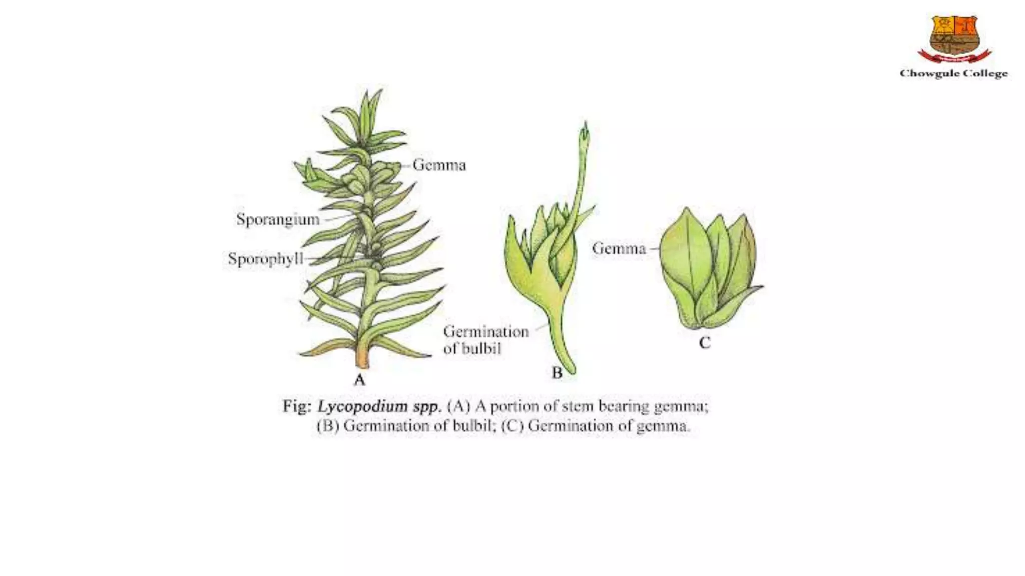 Structure, reproduction, life history and systematic position of Lycopodium | PPTX