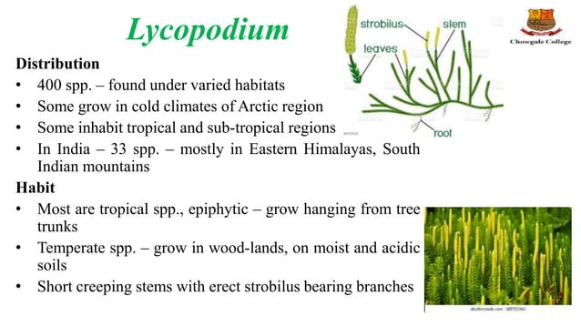 Structure, reproduction, life history and systematic position of ...