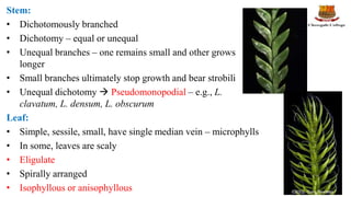 Structure, reproduction, life history and systematic position of Lycopodium | PPTX