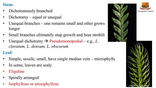 Structure, reproduction, life history and systematic position of ...