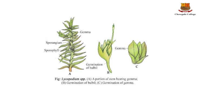Structure, reproduction, life history and systematic position of ...