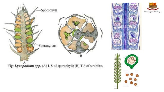 Structure, reproduction, life history and systematic position of Lycopodium | PPT