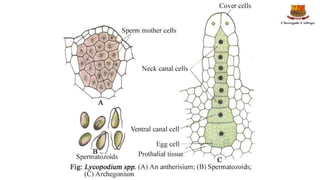 Lycopodium Life Cycle