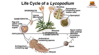 Lycopodium Life Cycle