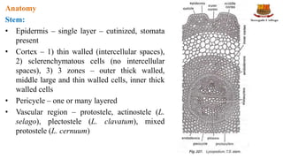 Lycopodium Stem Cortex