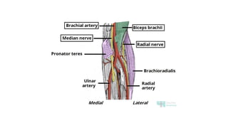 21 The lateral muscle of forearm ........ | PPTX