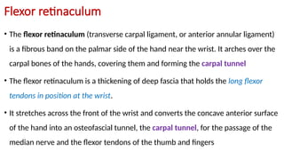 21 The lateral muscle of forearm ........ | PPTX