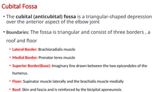 21 The lateral muscle of forearm ........ | PPTX