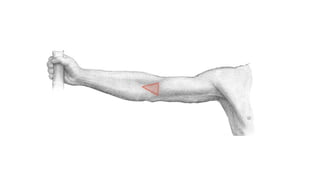 21 The lateral muscle of forearm ........ | PPTX
