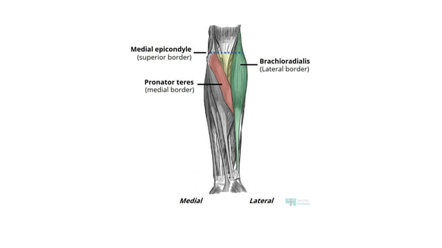 21 The lateral muscle of forearm ........ | PPTX