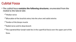 21 The lateral muscle of forearm ........ | PPTX
