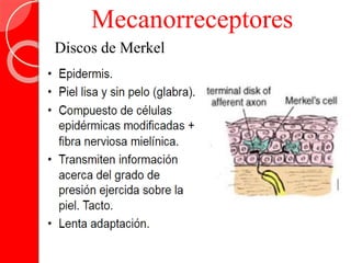 Mecanorreceptores | PPTX