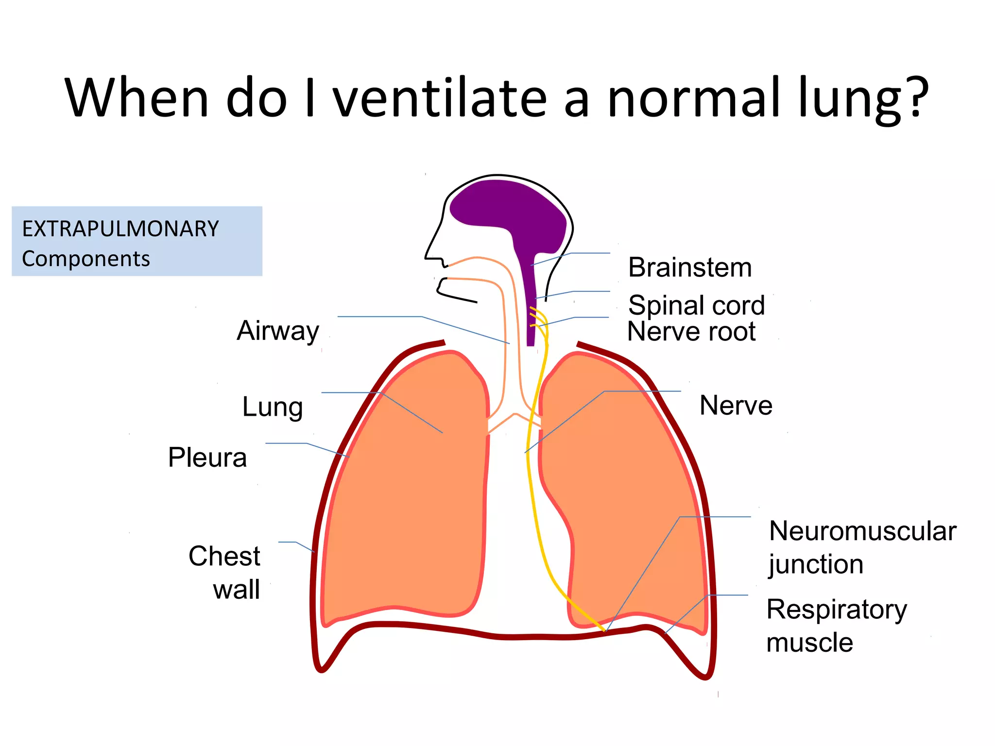 22 09-12 how do i ventilate normal lung | PPT