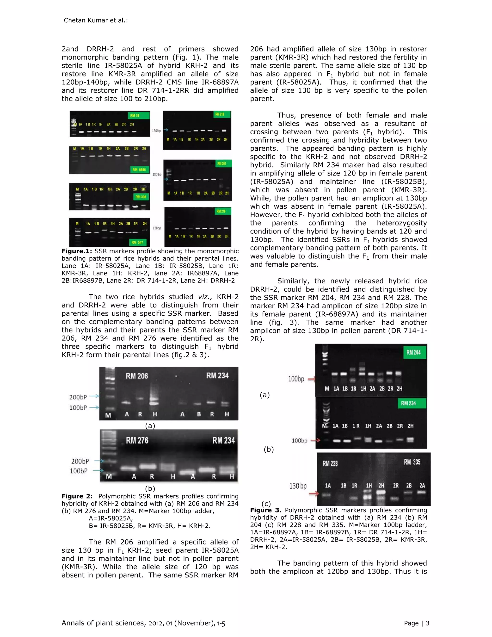 22. utilization of ssr markers for seed purity testing in popular rice ...